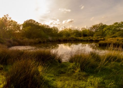 Rewilding | Derek Gow Consulting