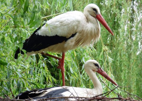 Derek Gow Consulting – Ecological restoration and rewilding ...