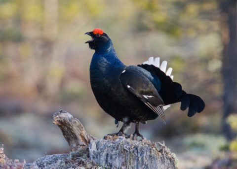 Derek Gow Consulting – Ecological restoration and rewilding ...