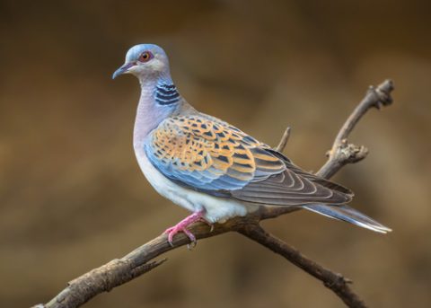 Derek Gow Consulting – Ecological restoration and rewilding ...